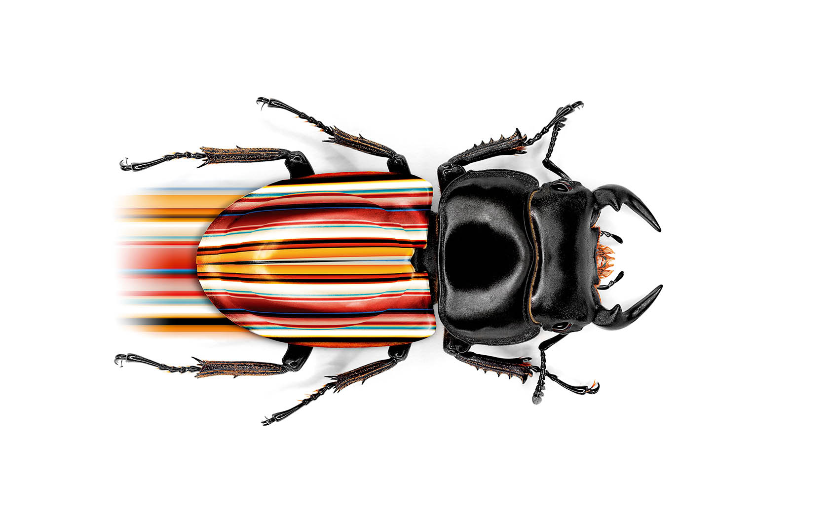 Packshot Factory - White background - Paul Smith beetle